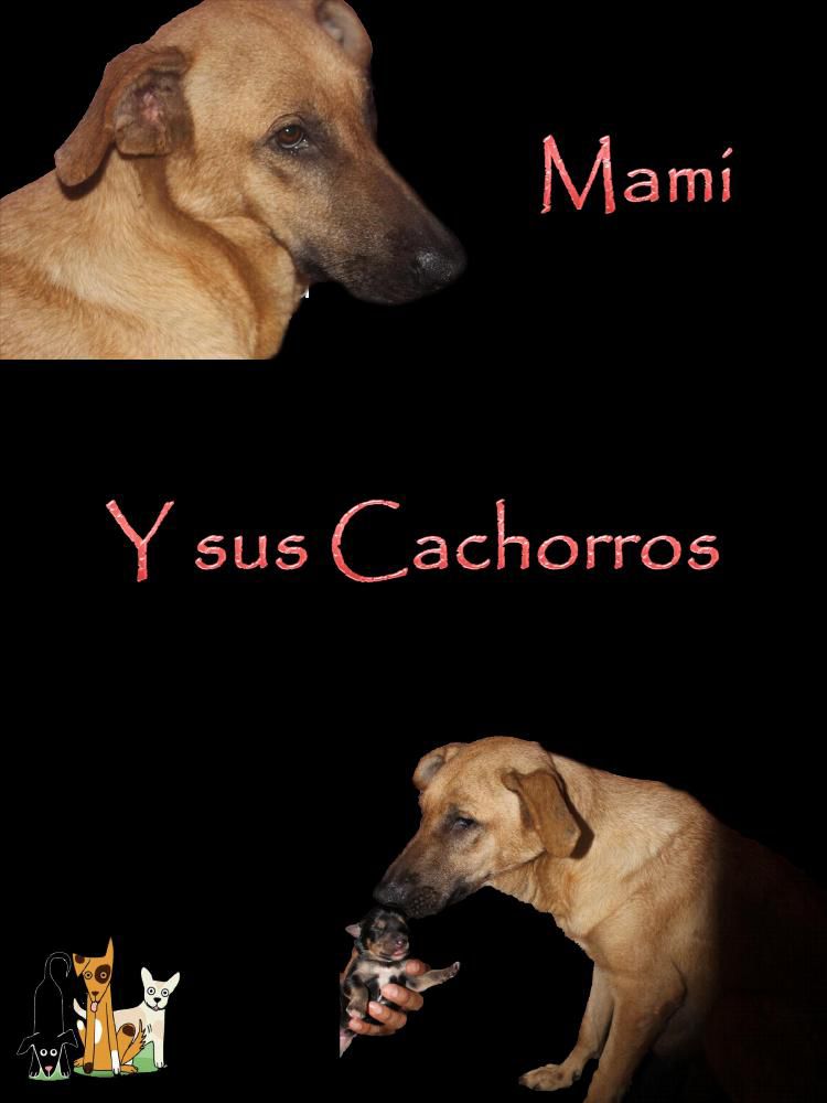Mami y sus Cachorros History by lostinkies - Flipsnack