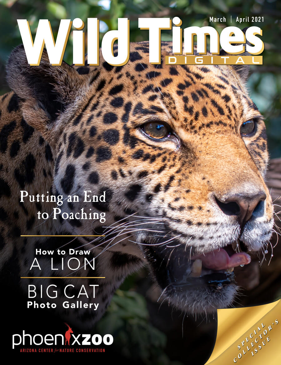 Wild Times | March-April 2021 | Big Cats by phxzoo - Flipsnack