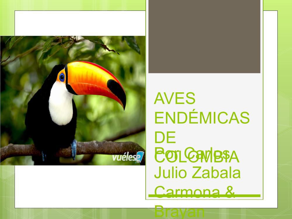 AVES ENDÉMICAS DE COLOMBIA by Brandon Casanova - Flipsnack