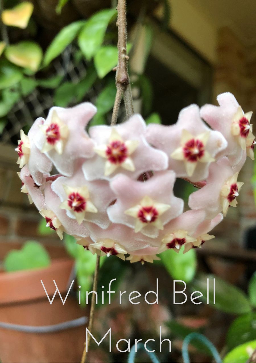 Winifred Bell March 2018 by winifredbell - Flipsnack