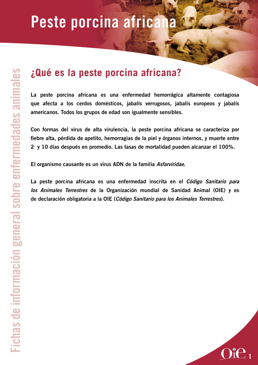 Peste porcina africana by Annel Spezzia - Flipsnack