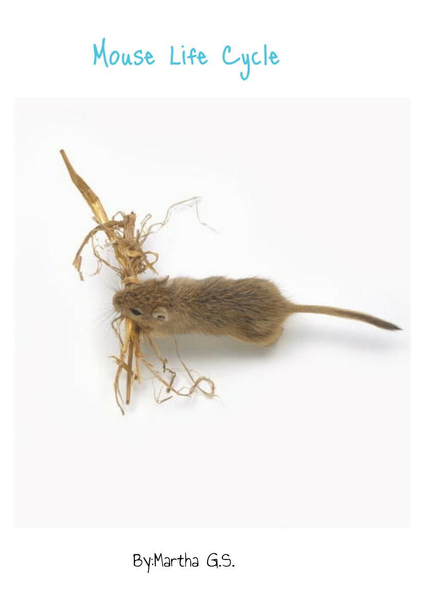 A Mouse Life cycle by Martha X... - Flipsnack