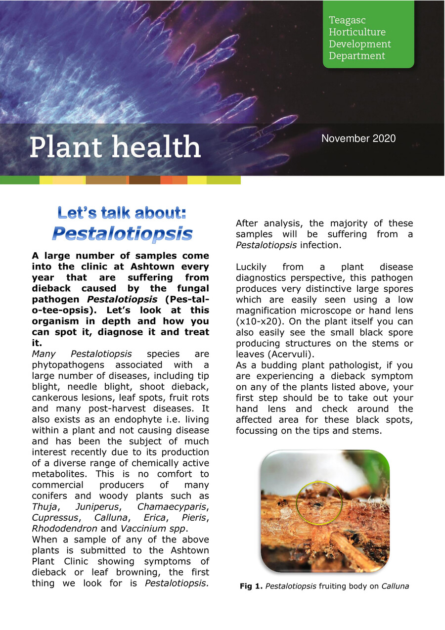 Plant health newsletters by brian - Flipsnack