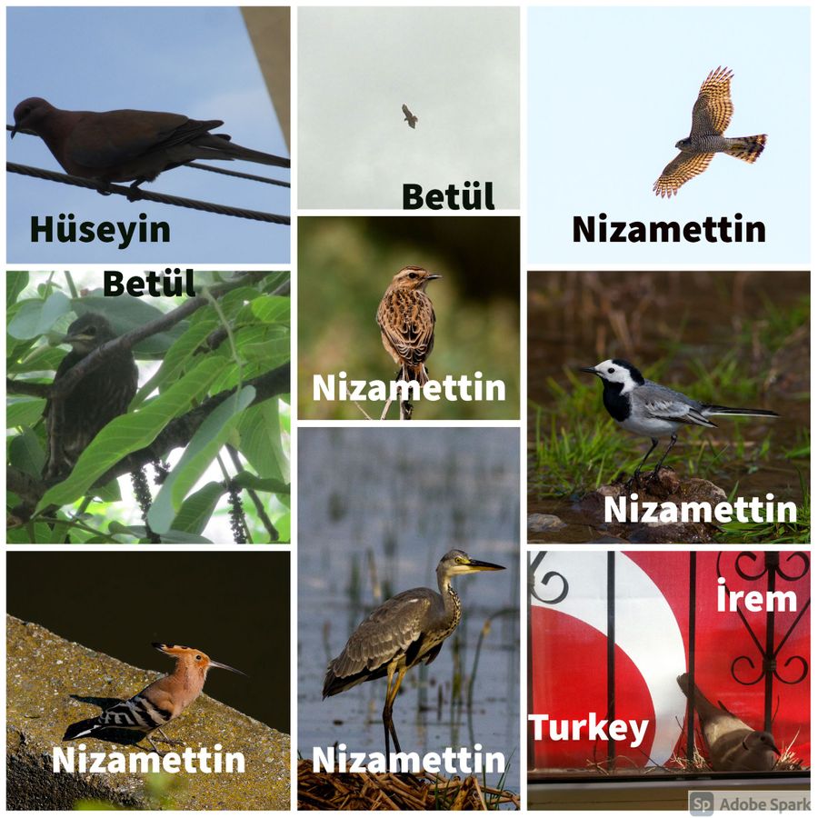 Photo Book - Birds Without Borders by... - Flipsnack