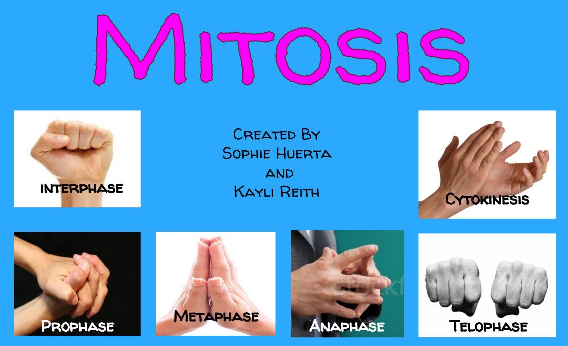 Mitosis-Sophie Huerta & Kayli Reith by shuerta20 - Flipsnack