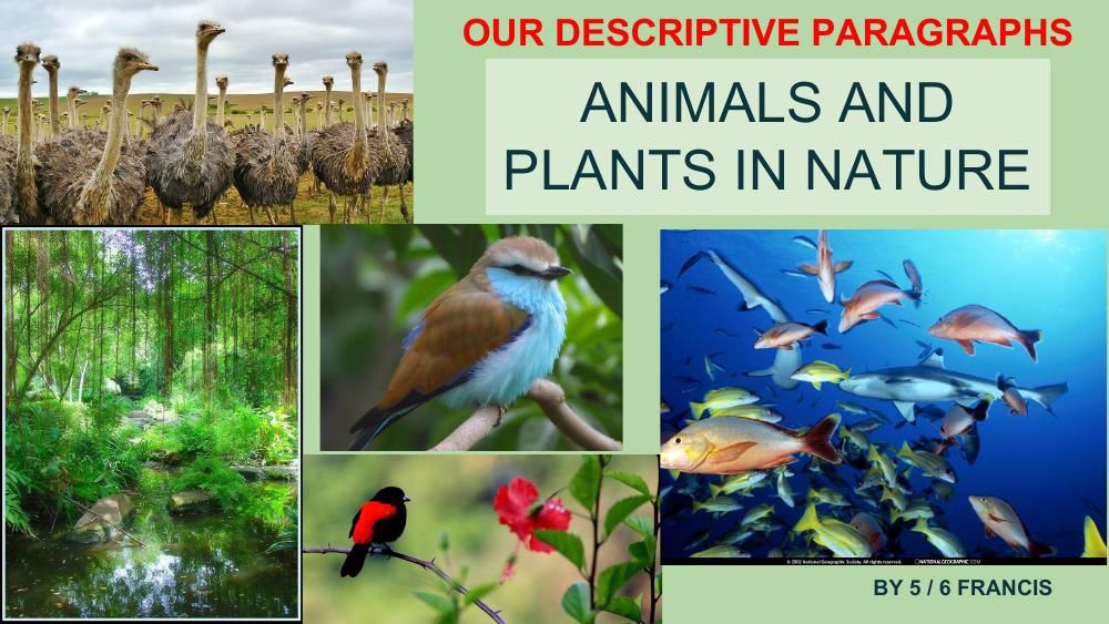 Animal Descriptive Paragraphs Part 1 by Rose Francis - Flipsnack