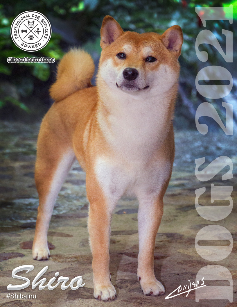 Calendario DOGS 2021 by Edward Galarza - Flipsnack