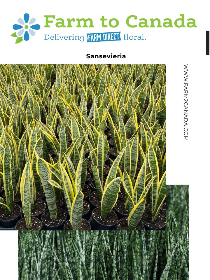 Sansevieria - Farm 2 Canada by Colasanti Farms Ltd. - Flipsnack