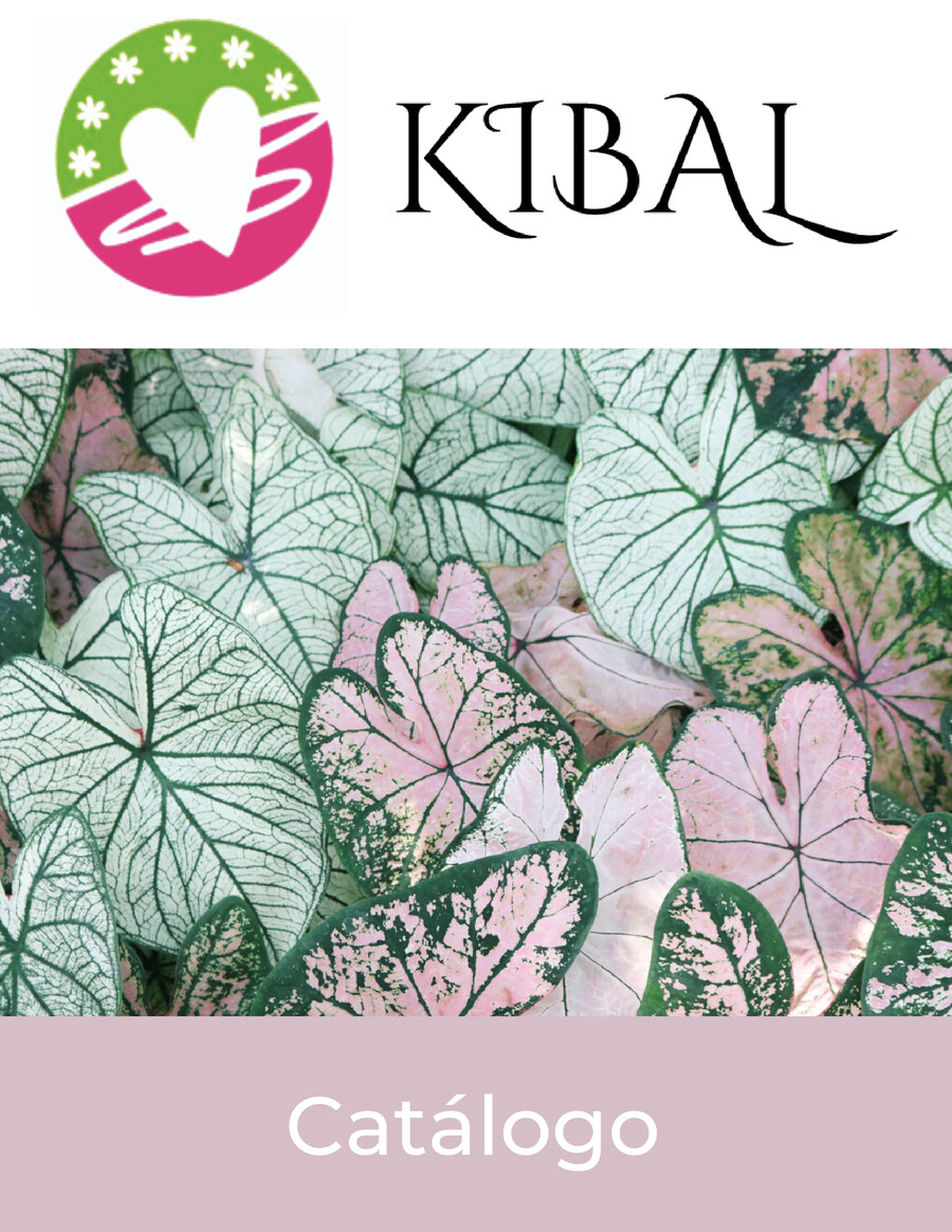 Catálogo KIBAL 2021 by Blanka Aguirre - Flipsnack