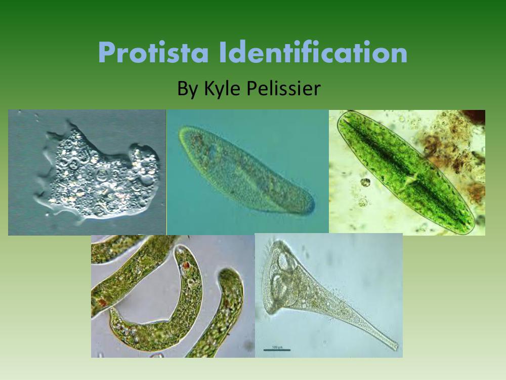 Protista Identification PPT by Kyle Pelissier - Flipsnack
