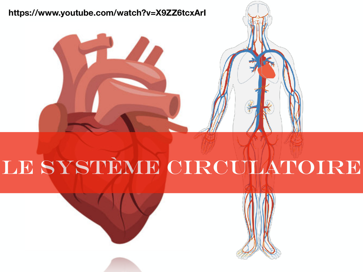 Système circulatoire PP by Francois Leroux - Flipsnack