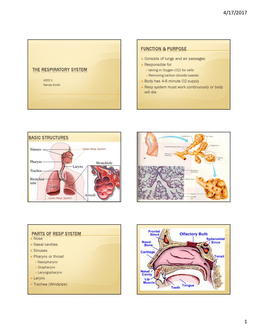 Respiration_Outline by Randa Smith - Flipsnack