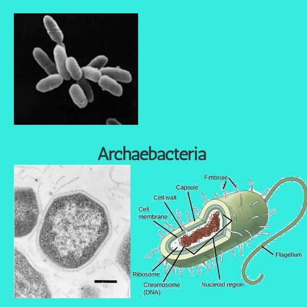 Archaebacteria by ADAM WITTWER - Flipsnack