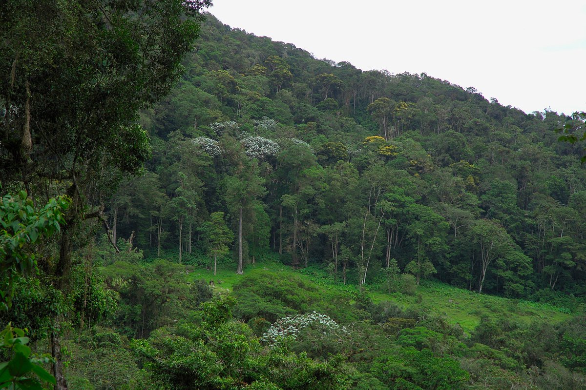 biomas de bosques de venezuela by - Flipsnack