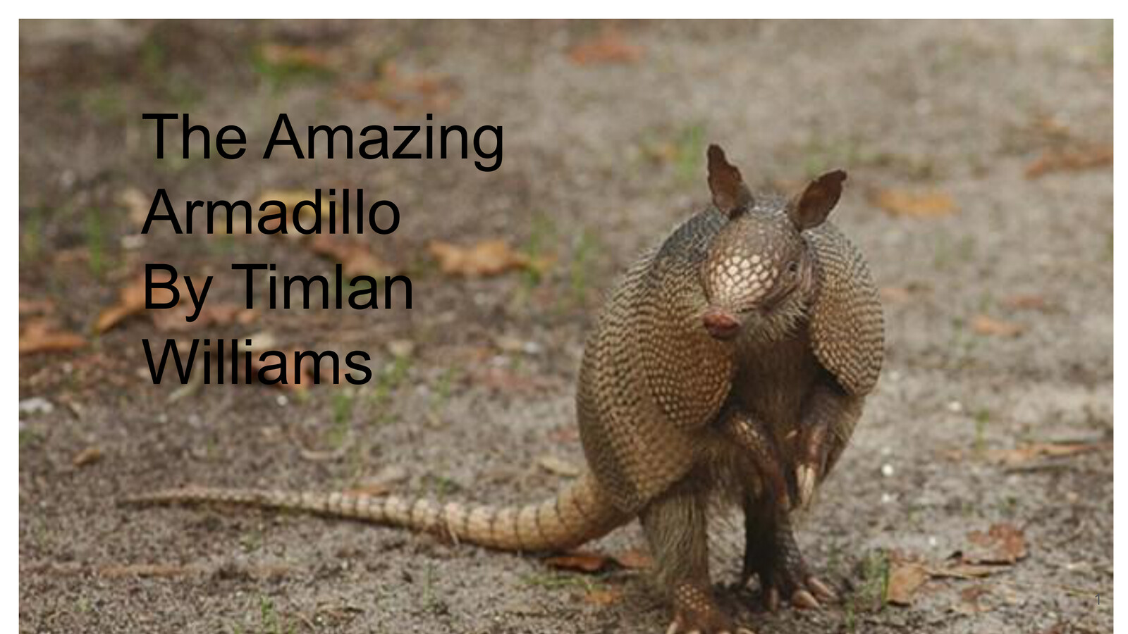 The Amazing Armadillo by Timlan Williams by CINDY GASTON - Flipsnack