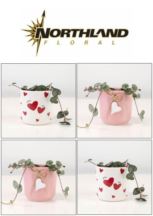 Northland Floral by Colasanti Farms Ltd. - Flipsnack