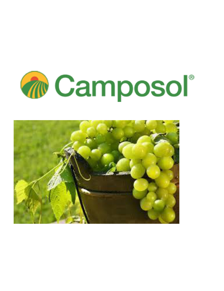 Camposol by - Flipsnack