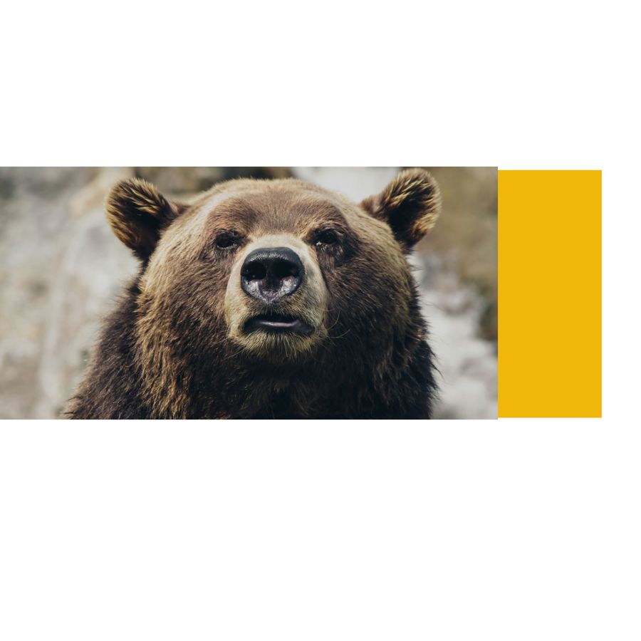 New Flip 3 by Cody Sims - Flipsnack