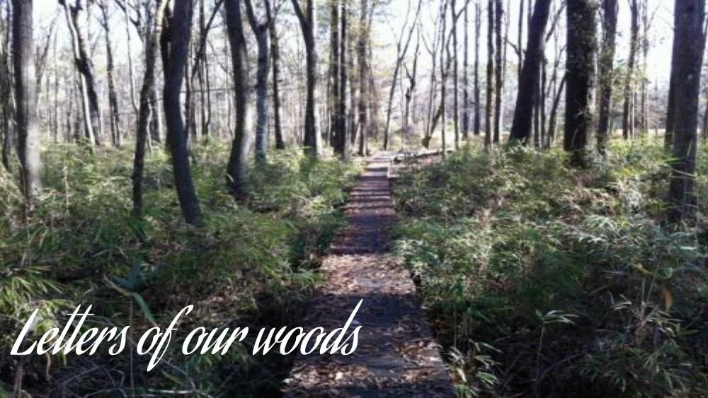 Letters of our woods (1) by ANNA GERSTNER - Flipsnack