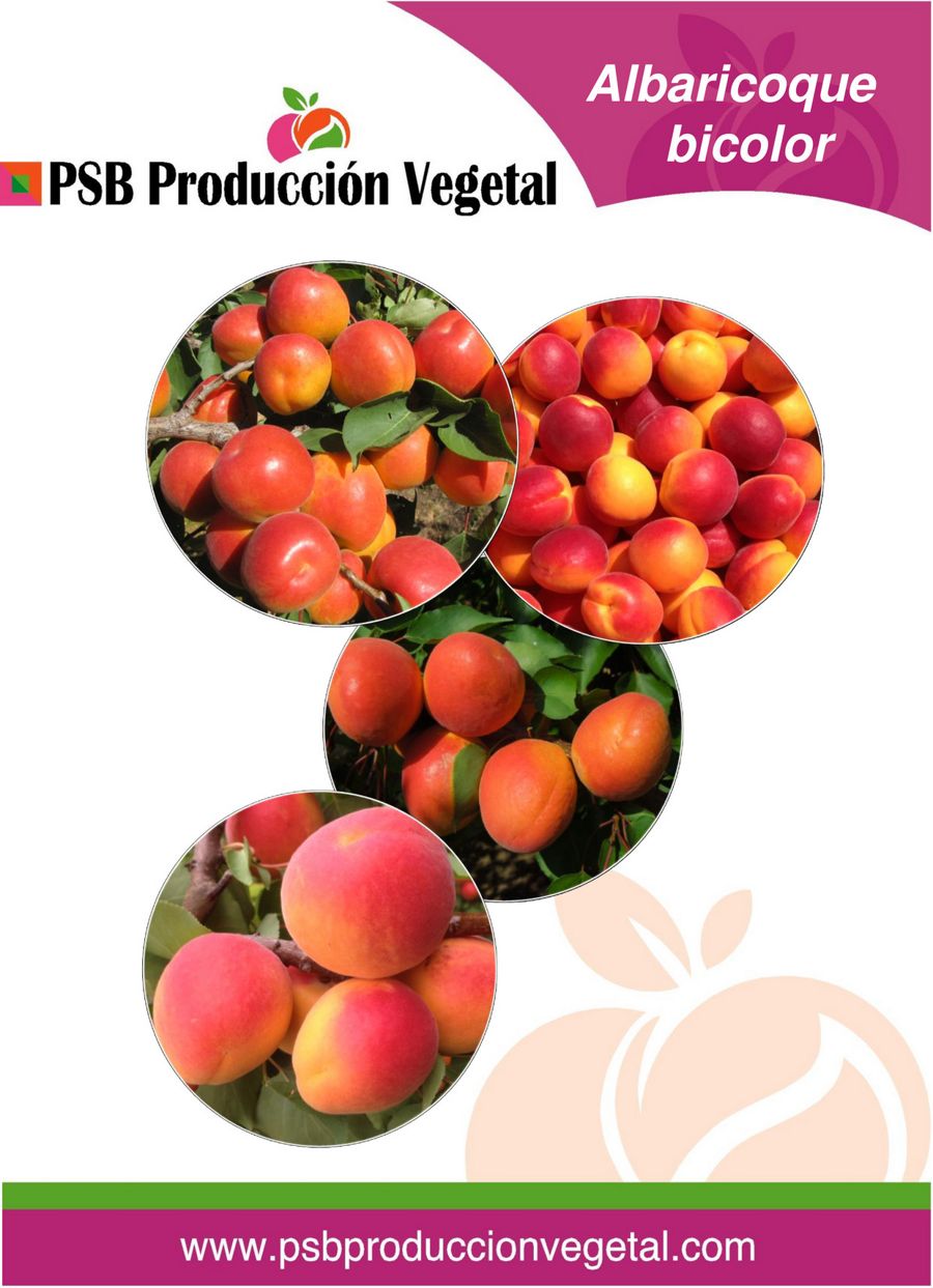 CATALOGO ALBA bicolor by PSB Produccion... - Flipsnack