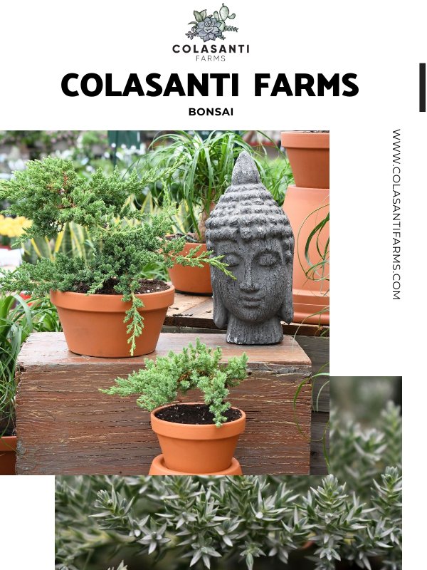 Bonsai by Colasanti Farms Ltd. - Flipsnack