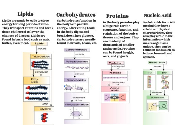 Importance of Biomolecules by A'nys Stovall - Flipsnack