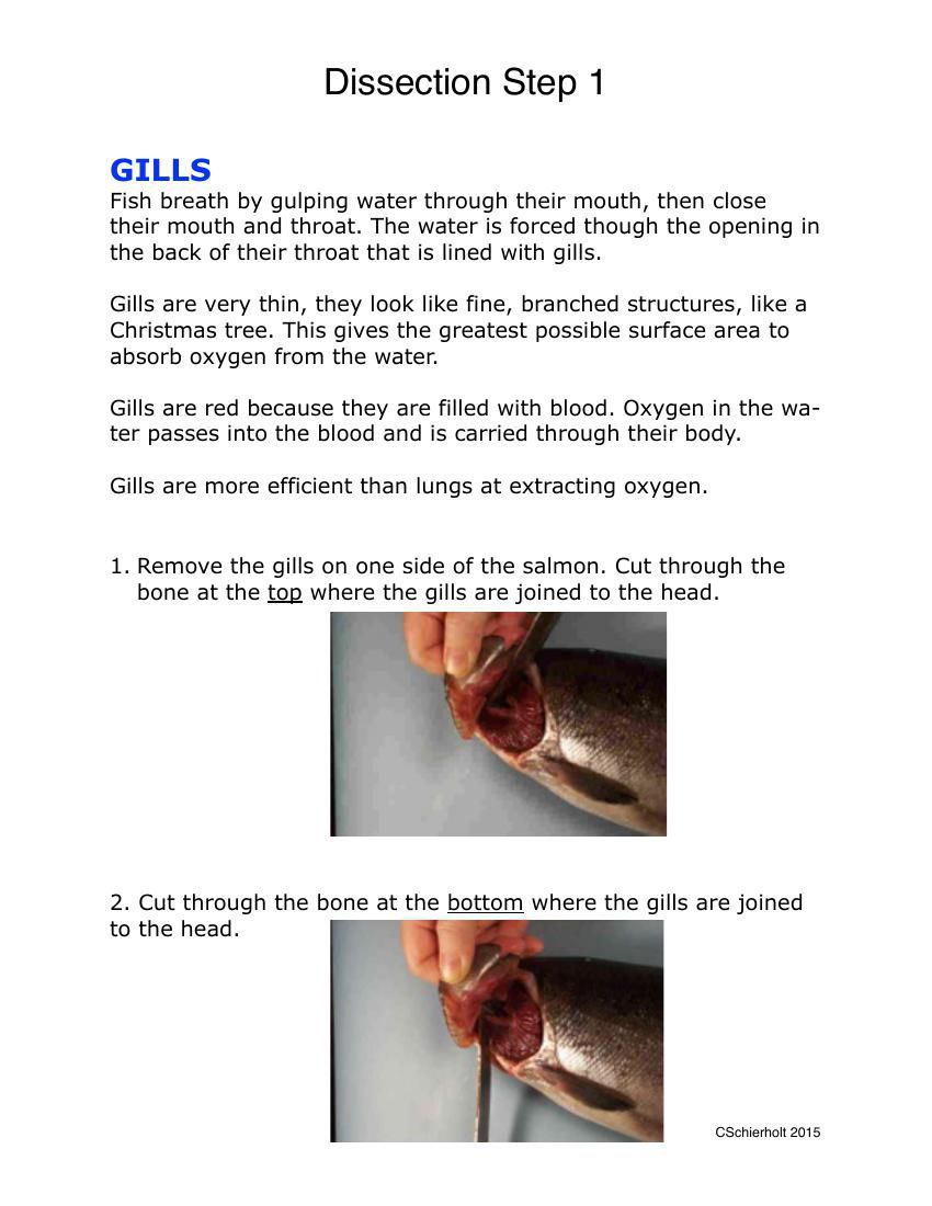 Internal Anatomy of a Salmon Dissection Information pdf by Carla ...