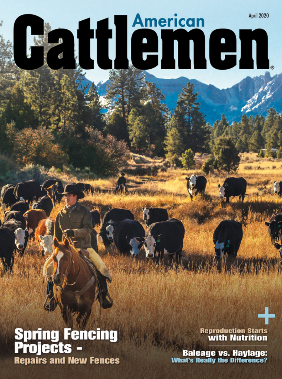American Cattlemen April 2020 by Dustin Hector - Flipsnack