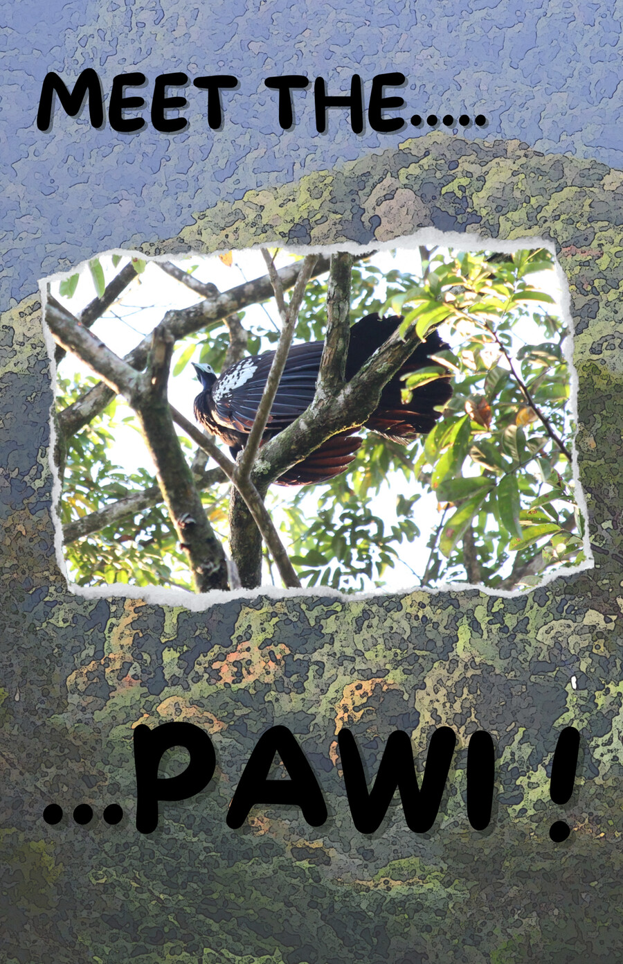 Alex Sansom-Trinidad Piping-guan by BirdsCaribbean - Flipsnack