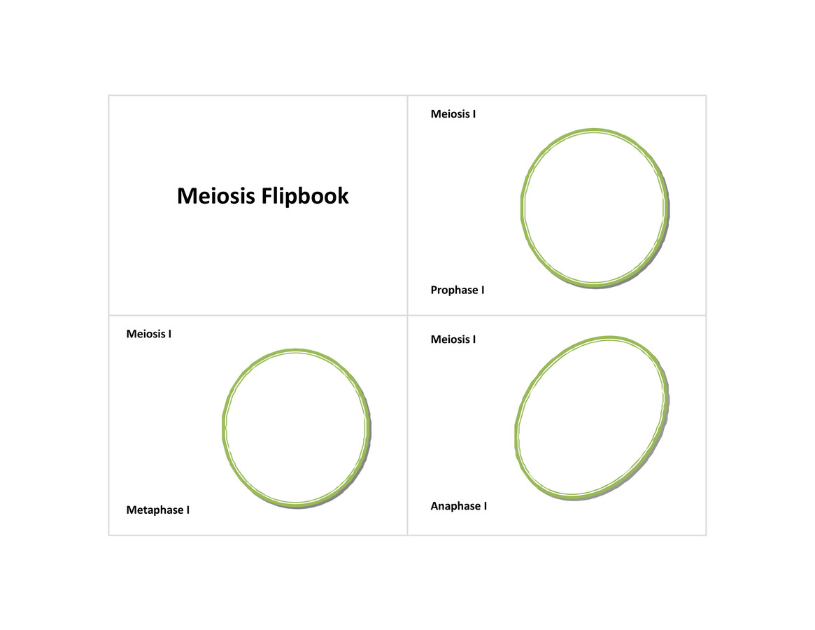 Meiosis Flipbook Template by Kenan Sahbazovic - Flipsnack