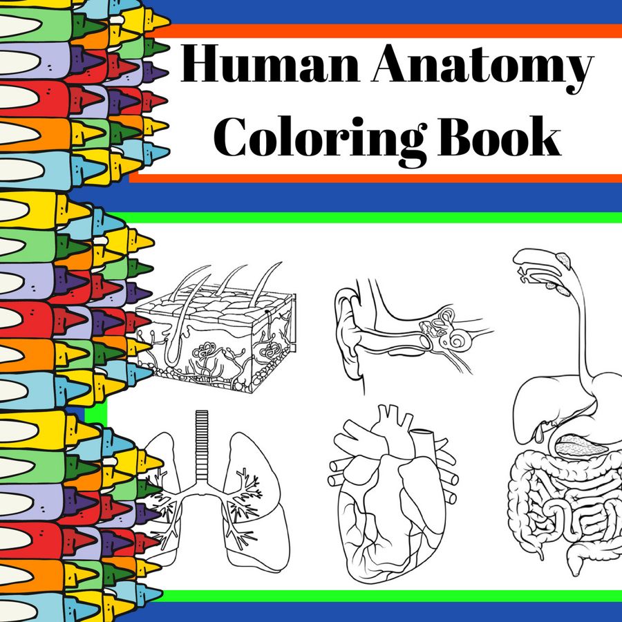 Anatomy Coloring book by CHSH-Teach - Flipsnack