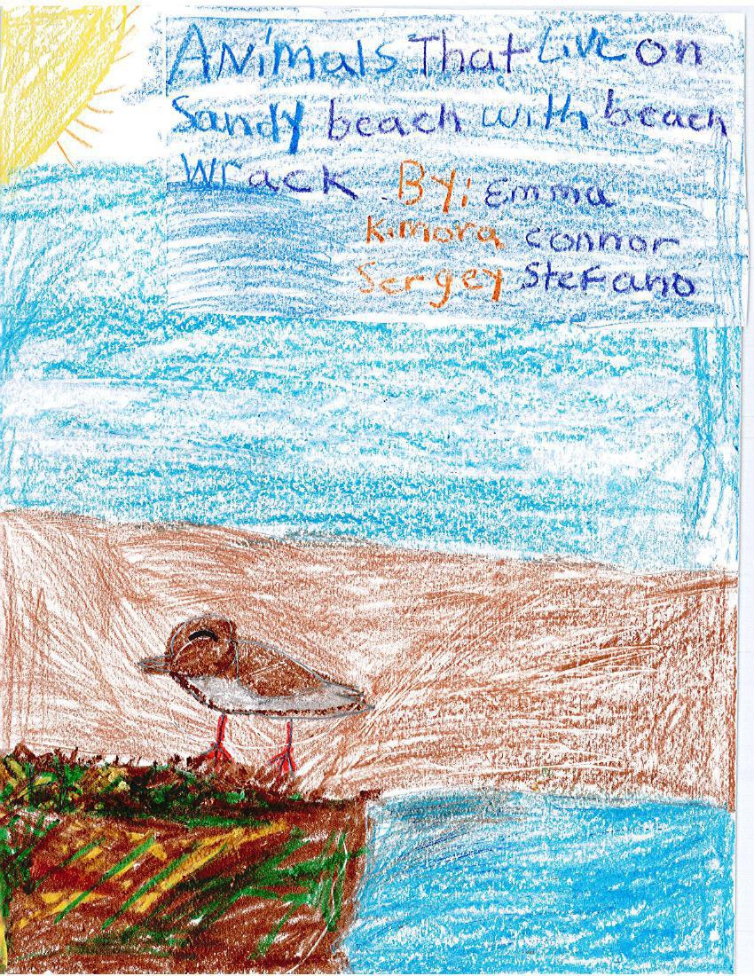 Animals That Live on Sandy Beaches with Beach Wrack by lidia.diieso ...