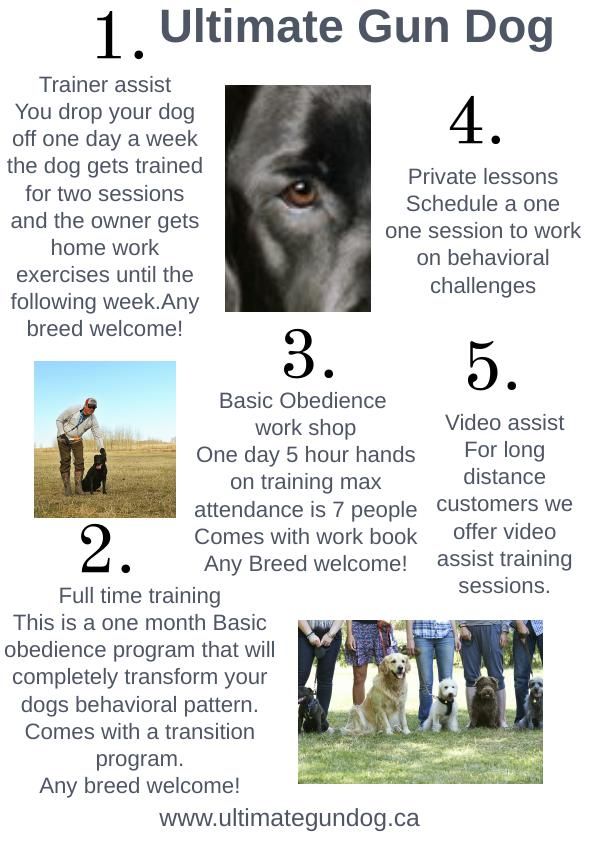 Ultimate Gun Dog Training by Andre - Flipsnack