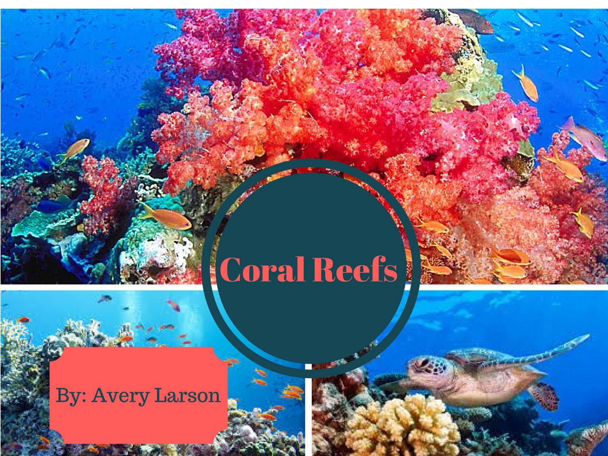 Coral Reefs by AVERY LARSON - Flipsnack