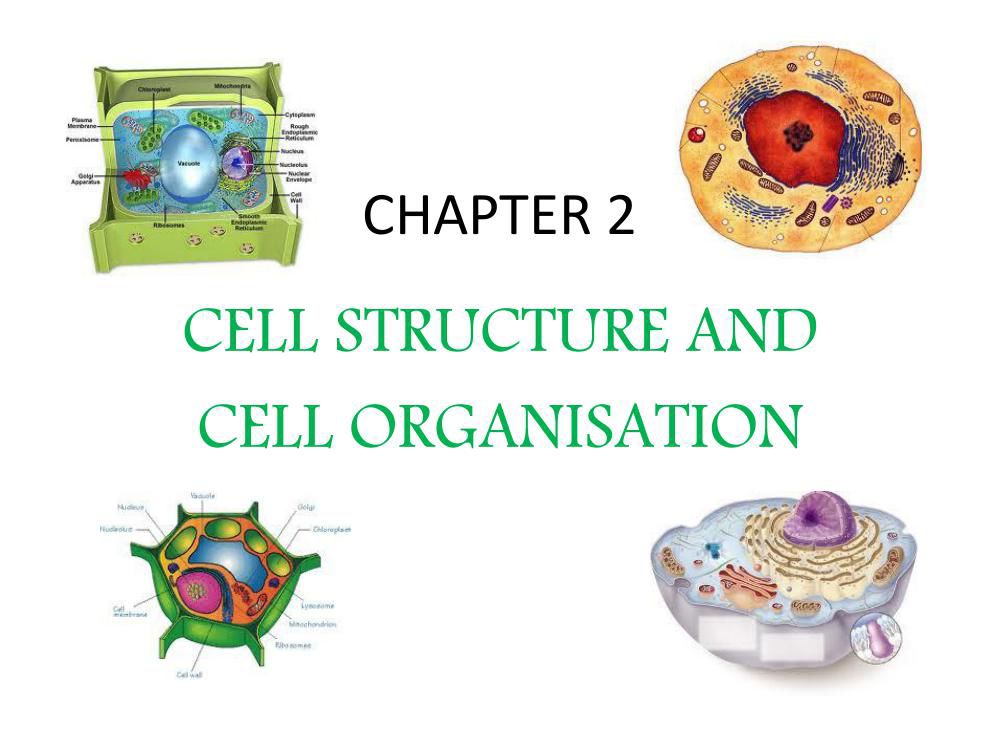 Chapter 2 Cell Structure and Cell Organisation by azaheen - Flipsnack