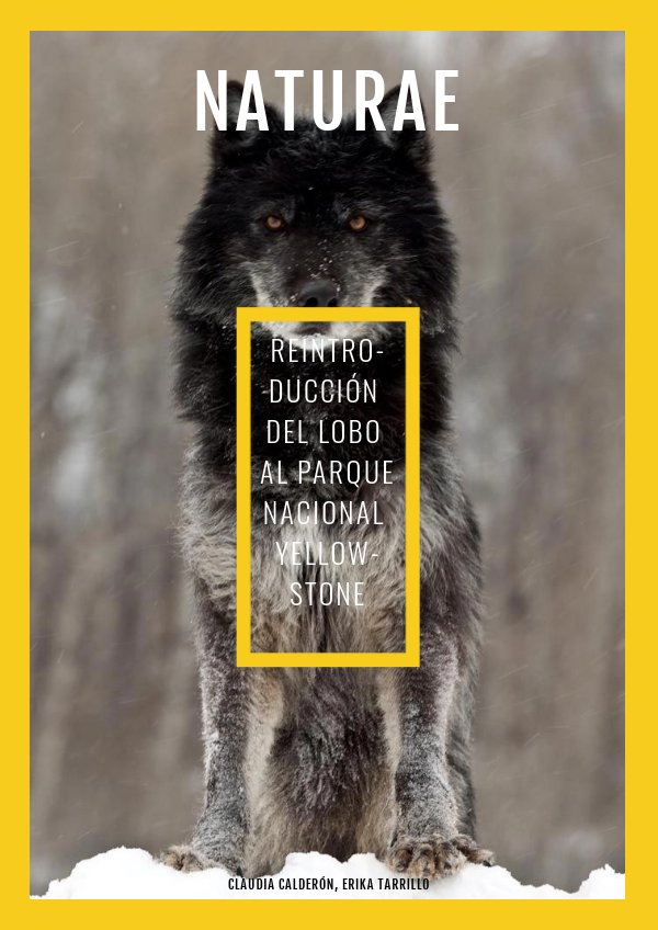 Reintroducción del lobo al parque nacional de Yellowstone by claud ia ...