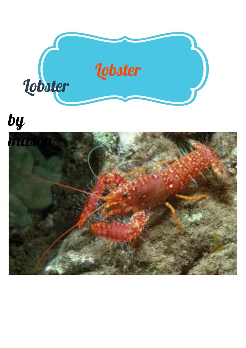 lobster life cycle by Mason J Meyer - Flipsnack