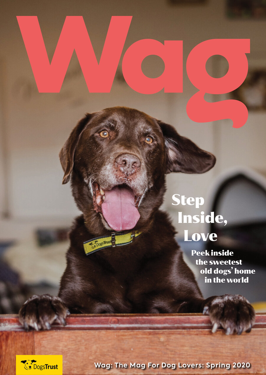 Wag | Dogs Trust | Spring 2020 by Amy Hutchinson - Flipsnack
