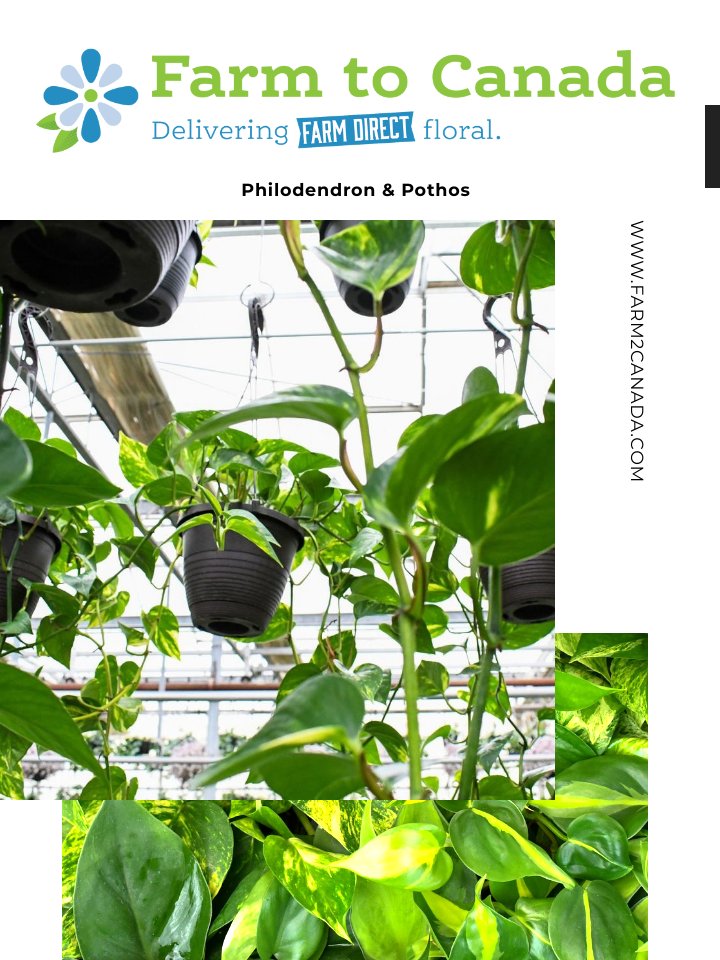 Philodendron & Pothos - Farm 2 Canada by Colasanti Farms Ltd. - Flipsnack