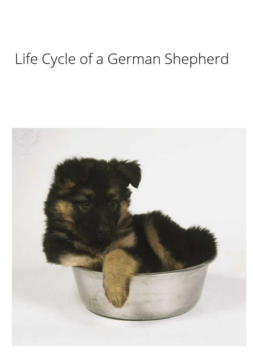 Life Cycle of a German Shepherd by Carmel F Canete - Flipsnack