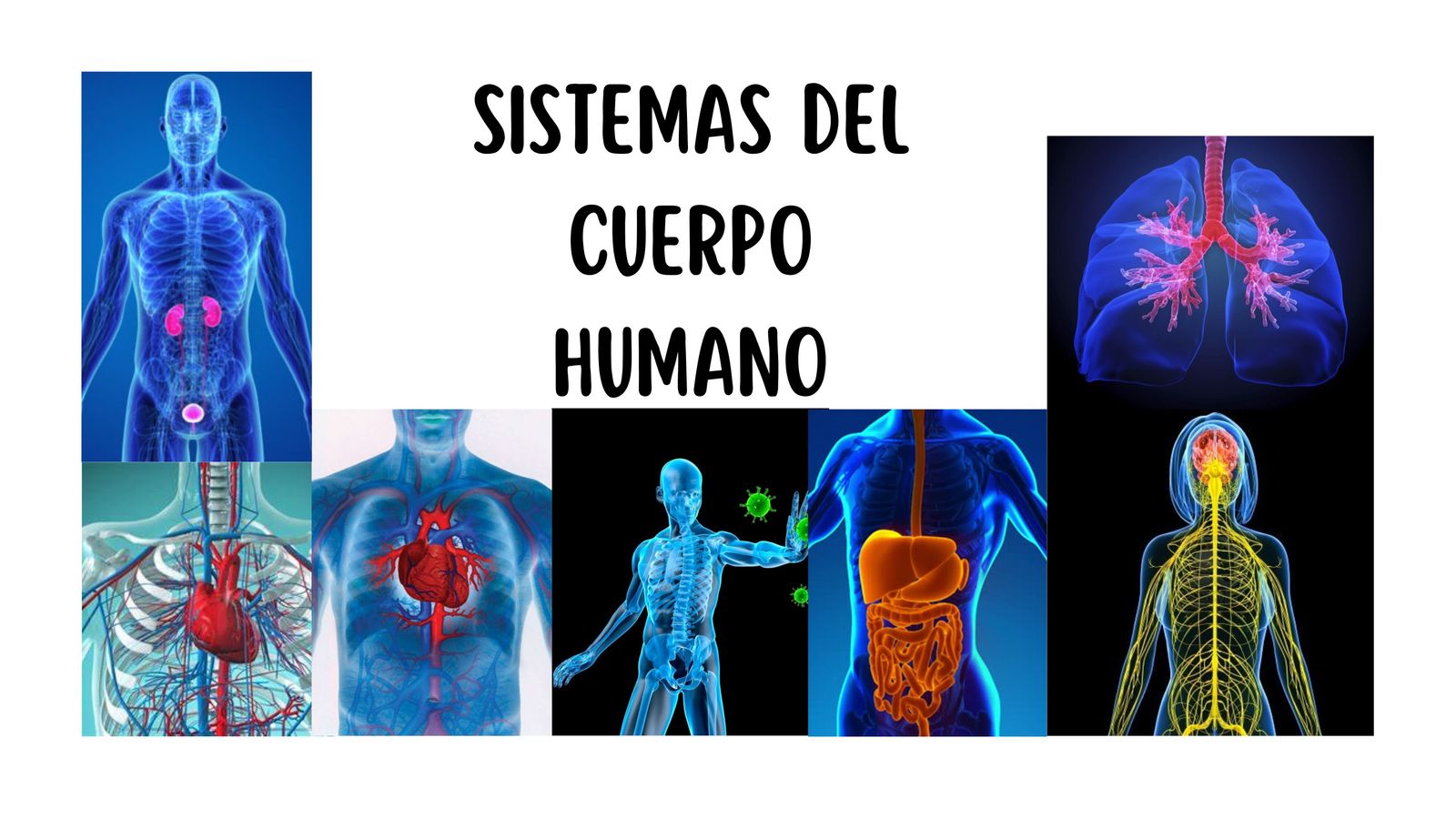 Sistemas del cuerpo humano by Karla Menchú - Flipsnack