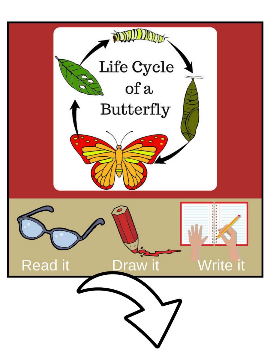 Preview read it draw it write it butterfly by CHSH-Teach - Flipsnack