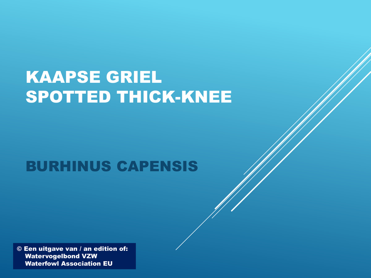 Kaapse griel - Spotted thick-knee by Robert Vangelabbeek - Flipsnack