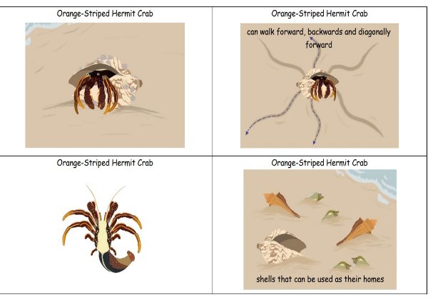 Hermit Crab by Neo Yuan Ting Sally - Flipsnack