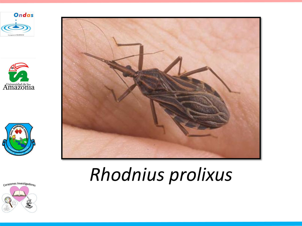 Rhodnius prolixus by proyectobiotics - Flipsnack