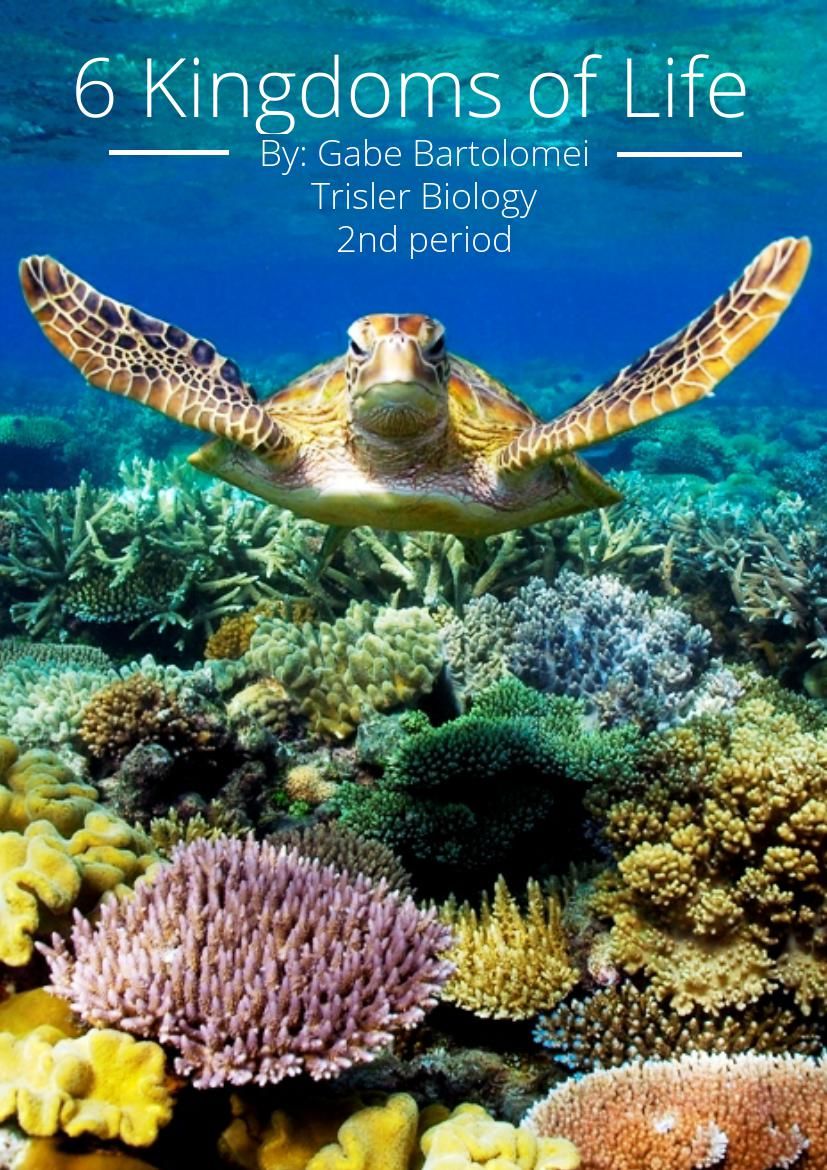 6 Kingdoms of Life by gabebartolomei - Flipsnack