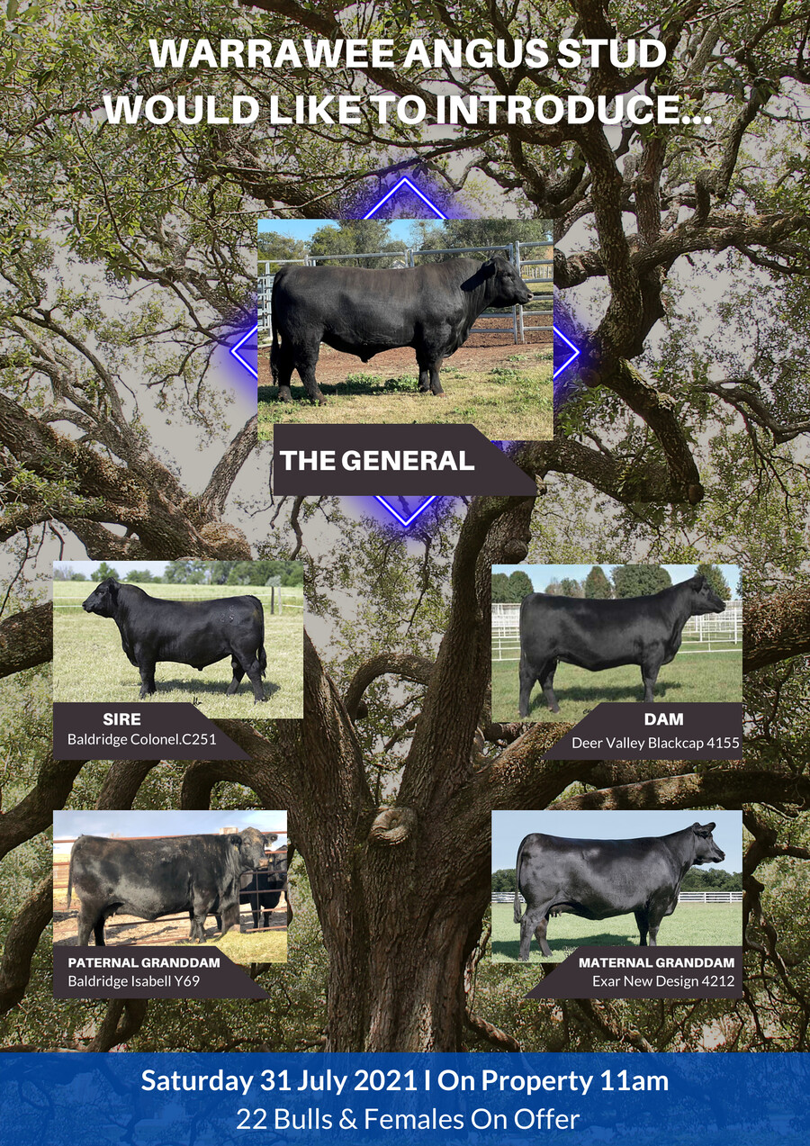 Warrawee 'The General' by Laura Tacey - Flipsnack