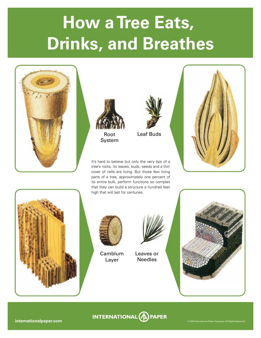 Tree Eats by SnackTools - Flipsnack