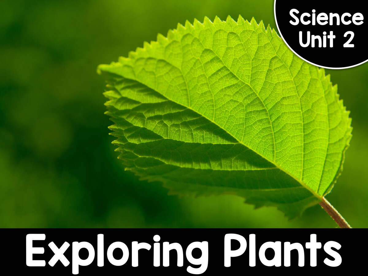Exploring Plants ~. Science ~ Plants by Mrs. Biete - Flipsnack