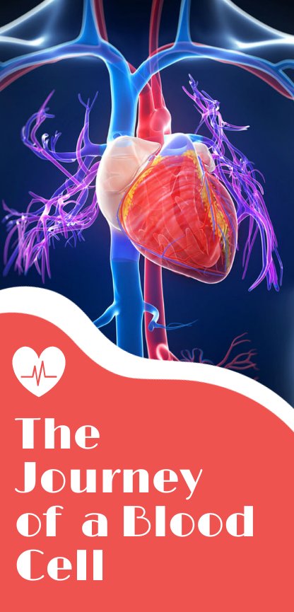 Travel Brochure of the Cardiovascular System by Carley Smith - Flipsnack